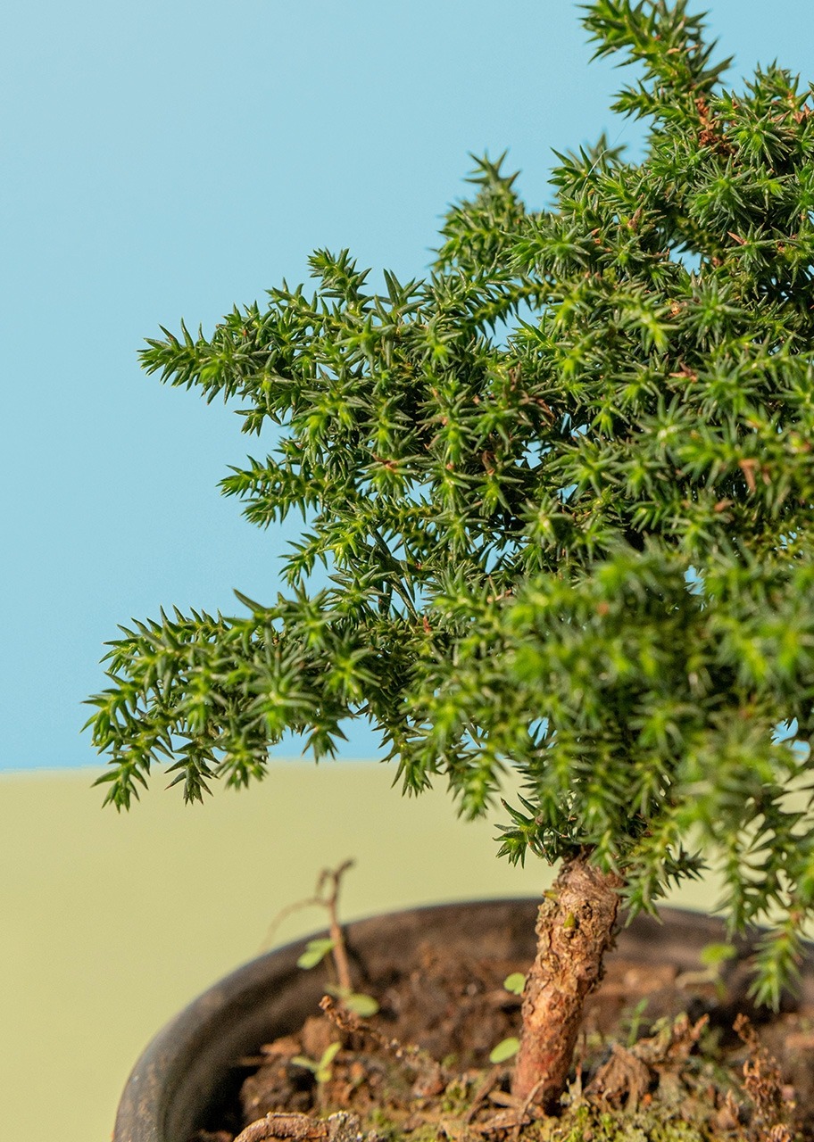 Marco Personalizado y Planta Homero