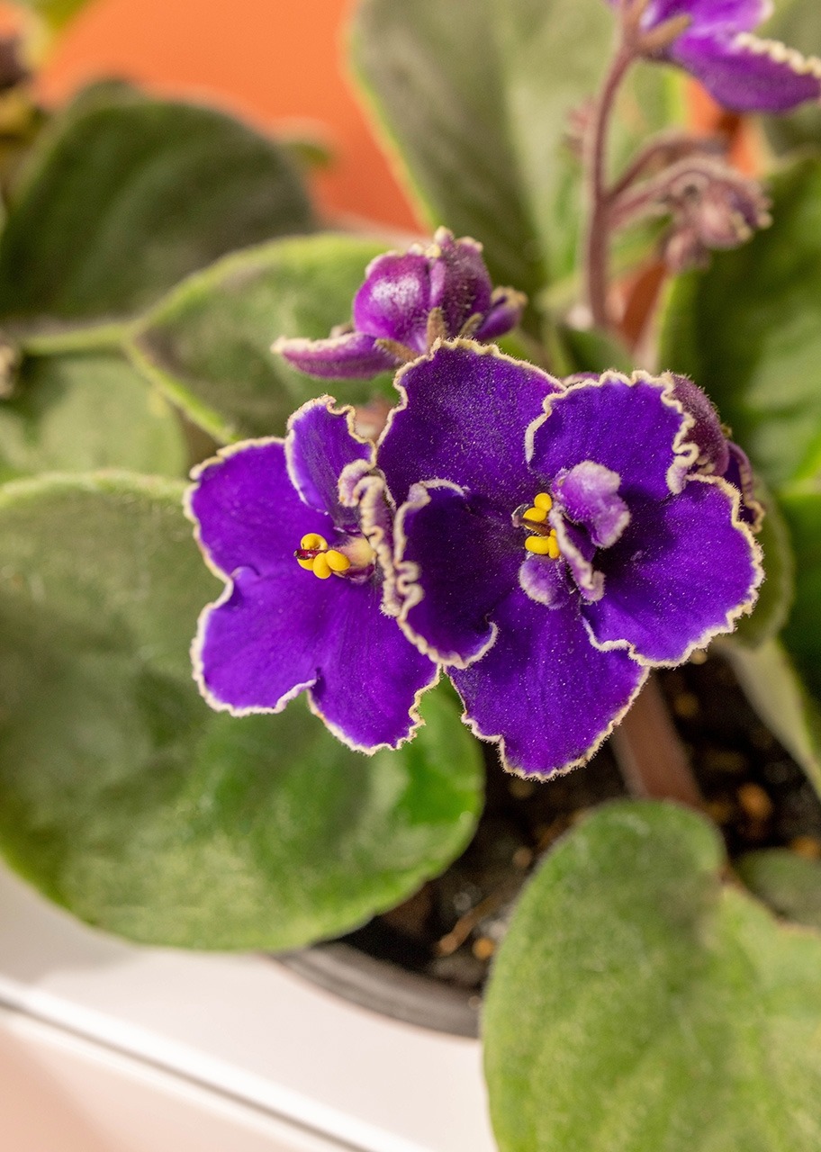 3 pack de Mini Violetas