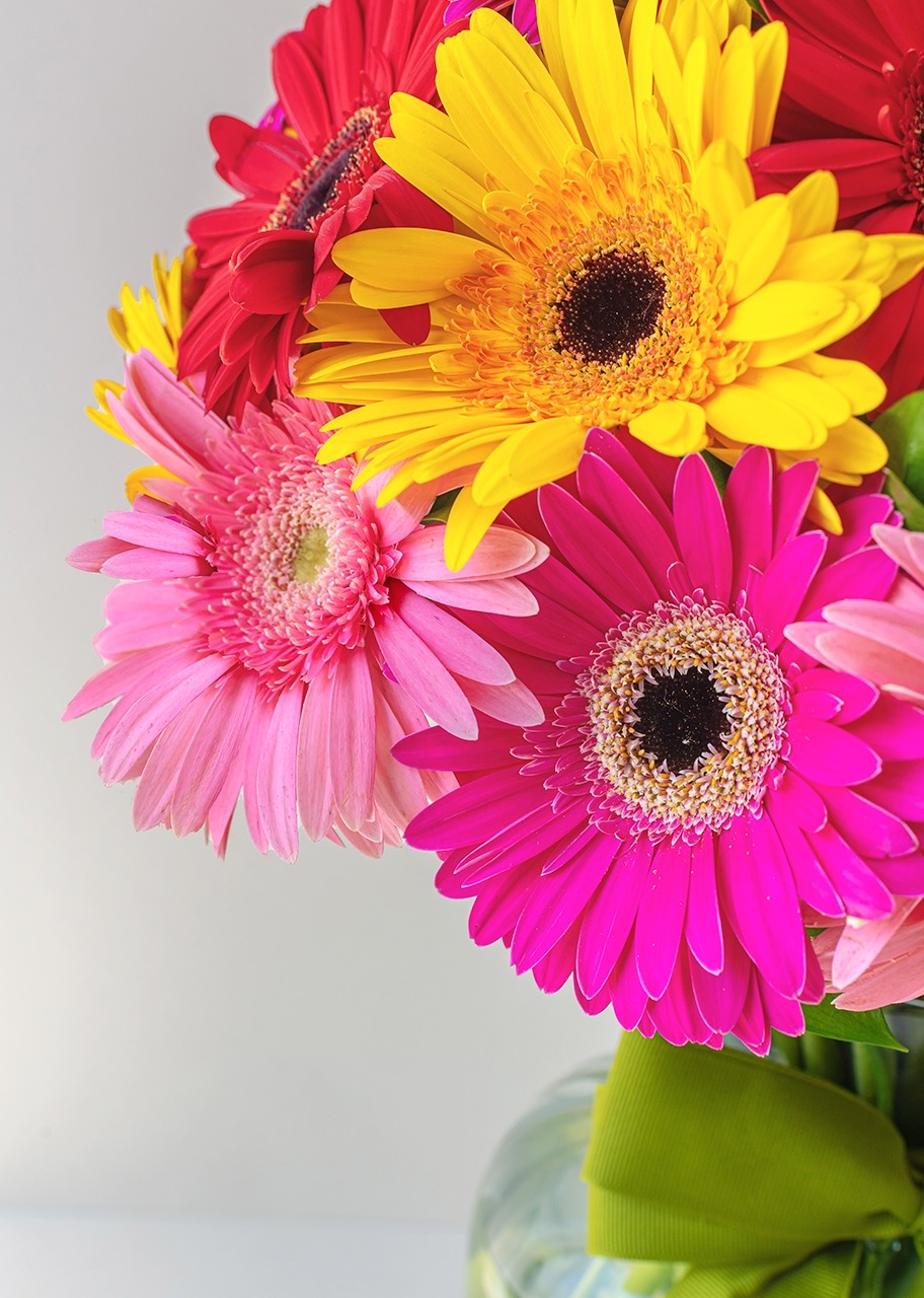 40 Gerberas Coloridas