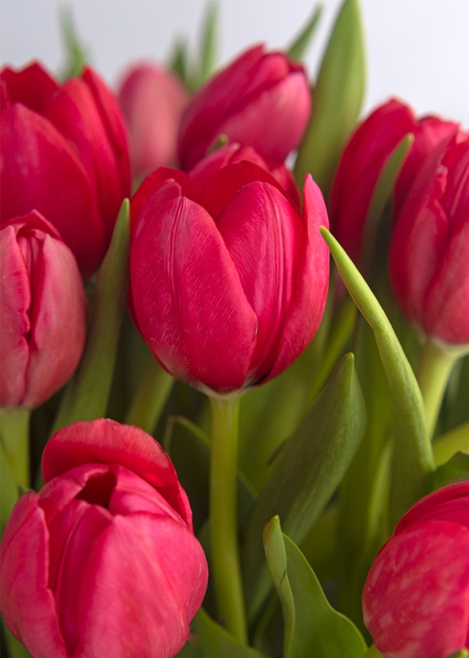 40 tulipanes rojos en jarrón platinado