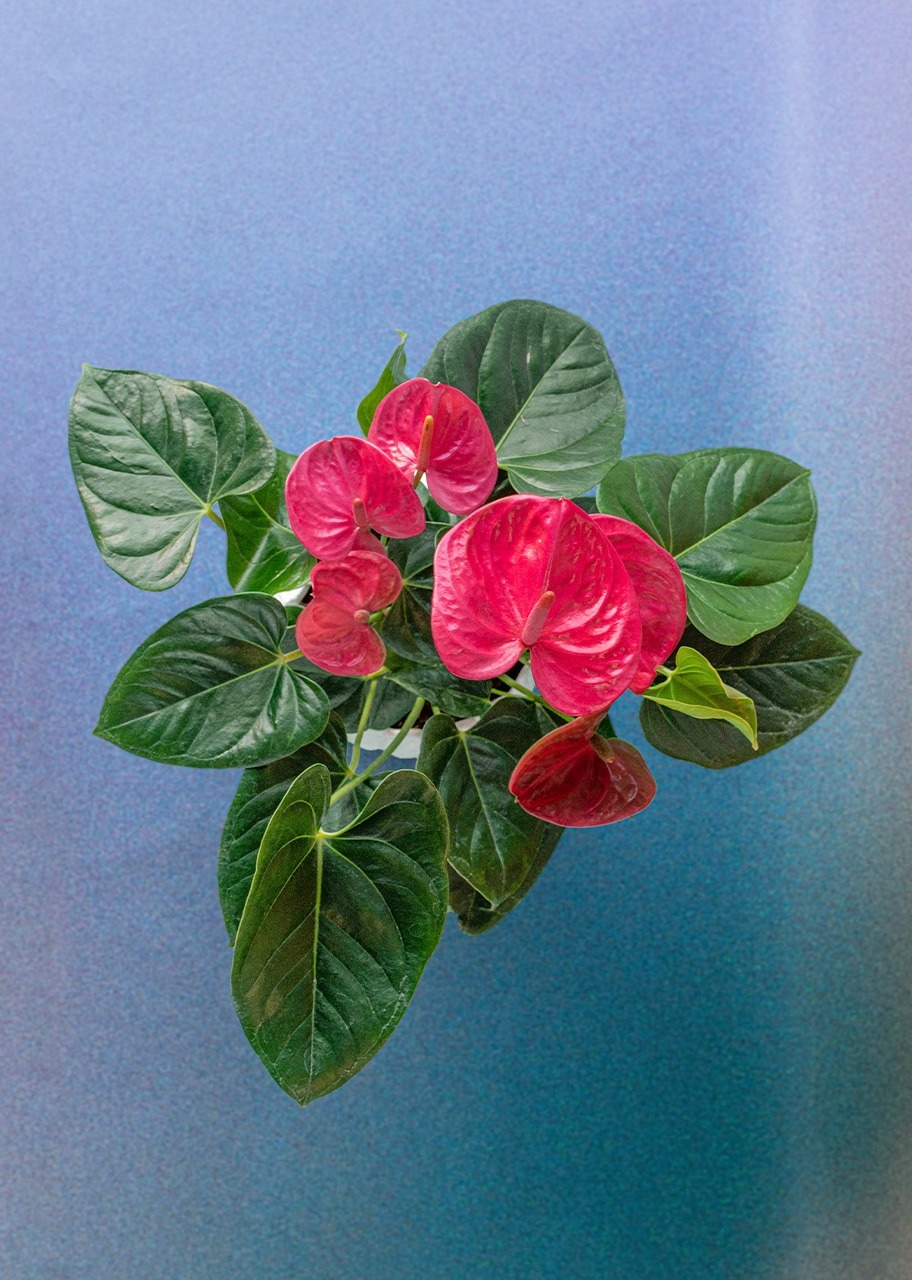 Anturio rosa en maceta de plumas