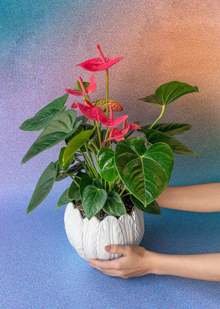 Anturio rosa en maceta de plumas