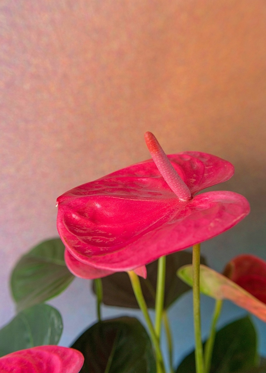 Anturio rosa en maceta de plumas