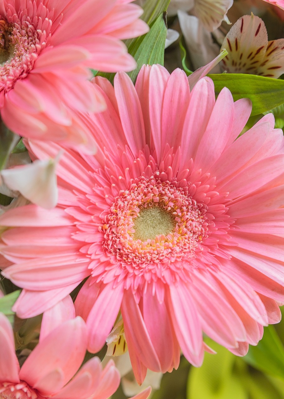 Arreglo de gerberas rosas en Jarrón