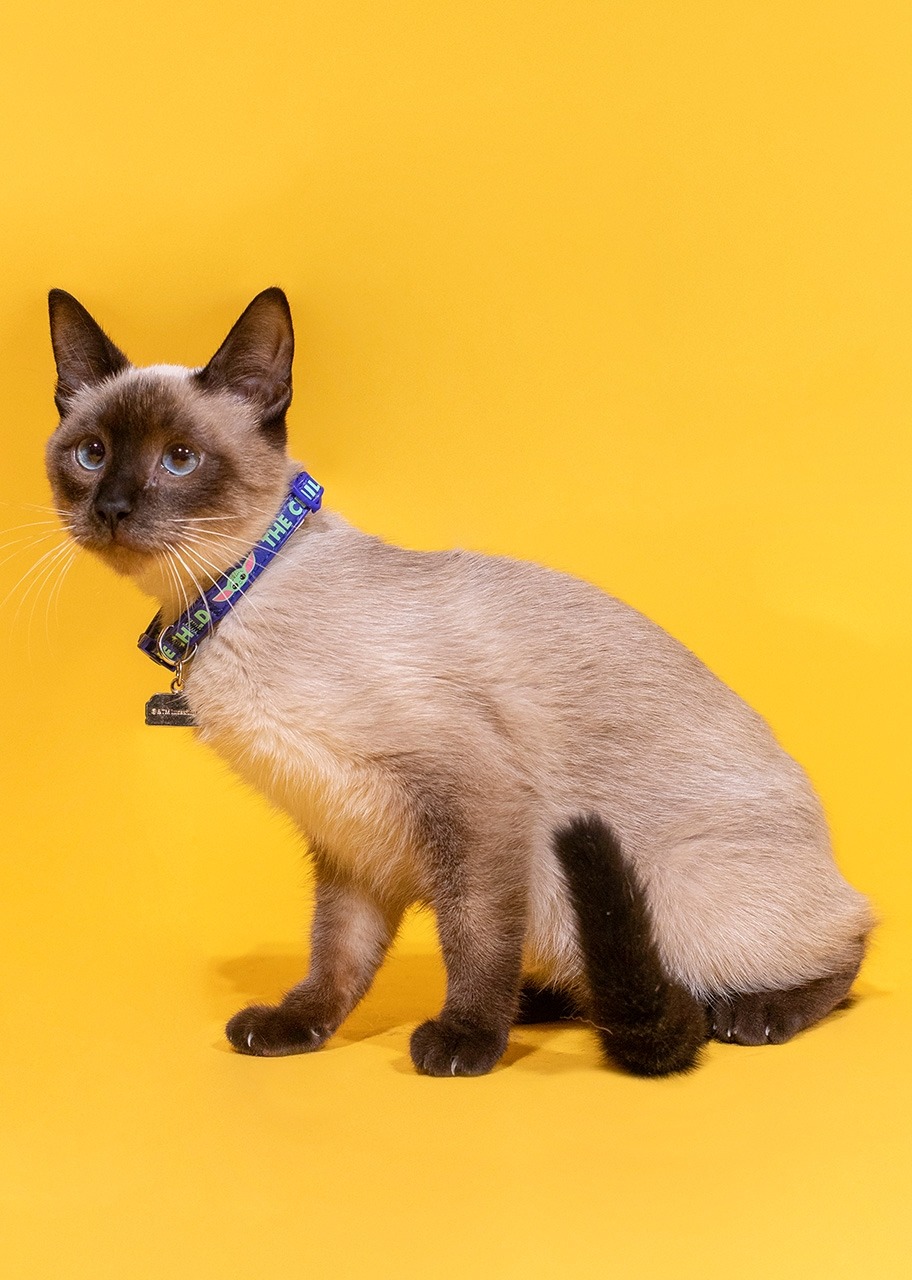 Kit para Gato "Baby Yoda" Unitalla