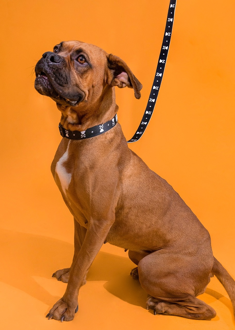 Kit para Perros Malo hasta los huesos M