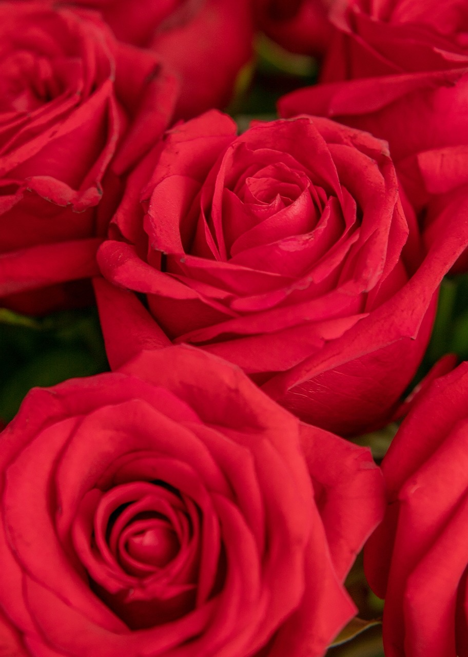 Mi Unico Amor 24 Rosas Rojas