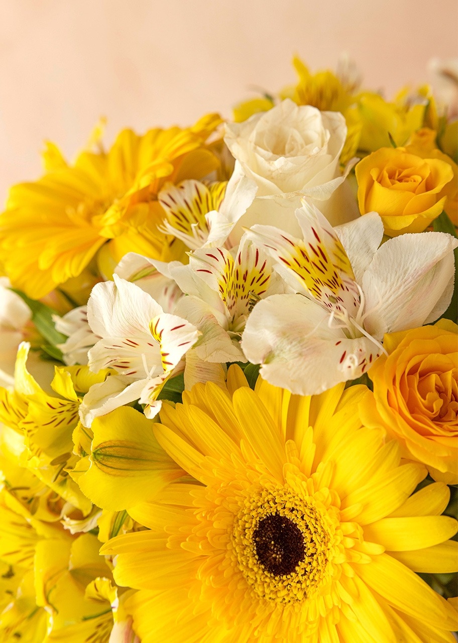 Pastel Chocolate Giandora con Gerbera Amarilla