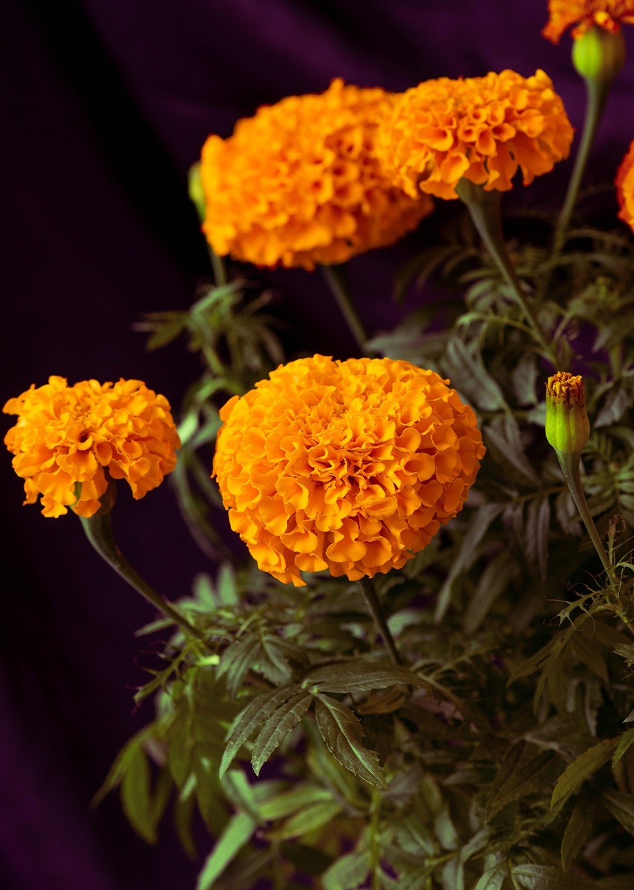 Planta Cempasúchil en maceta amarilla