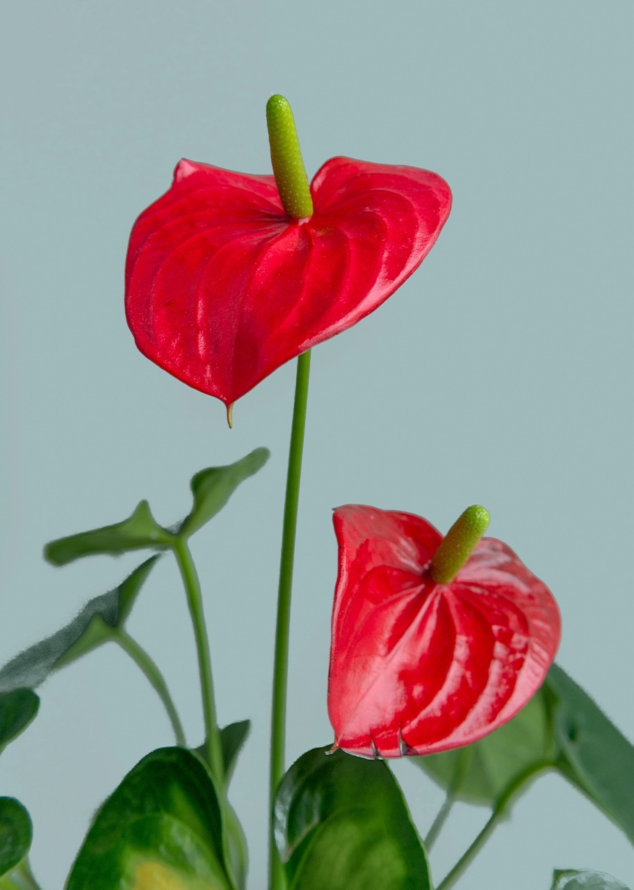Anturio