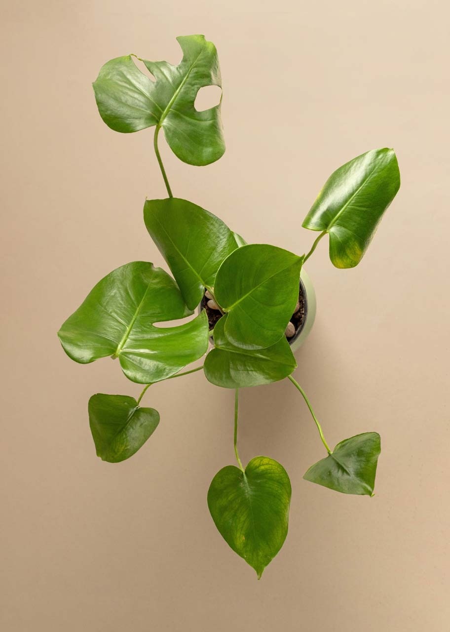 Planta Monstera en maceta verde