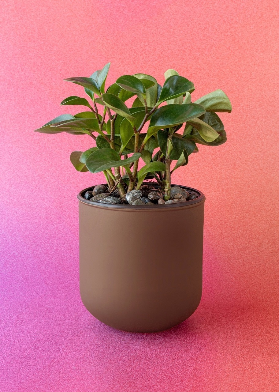 Planta Peperomia en maceta café