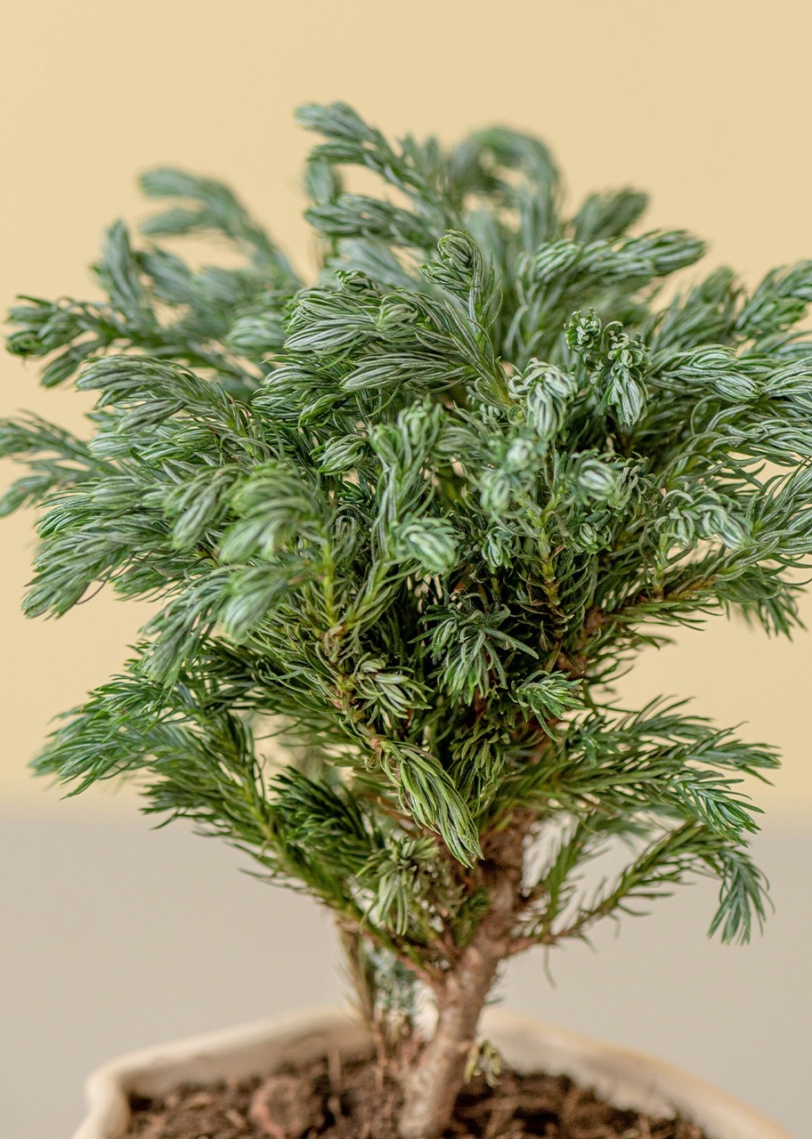 Planta junipero en base beige