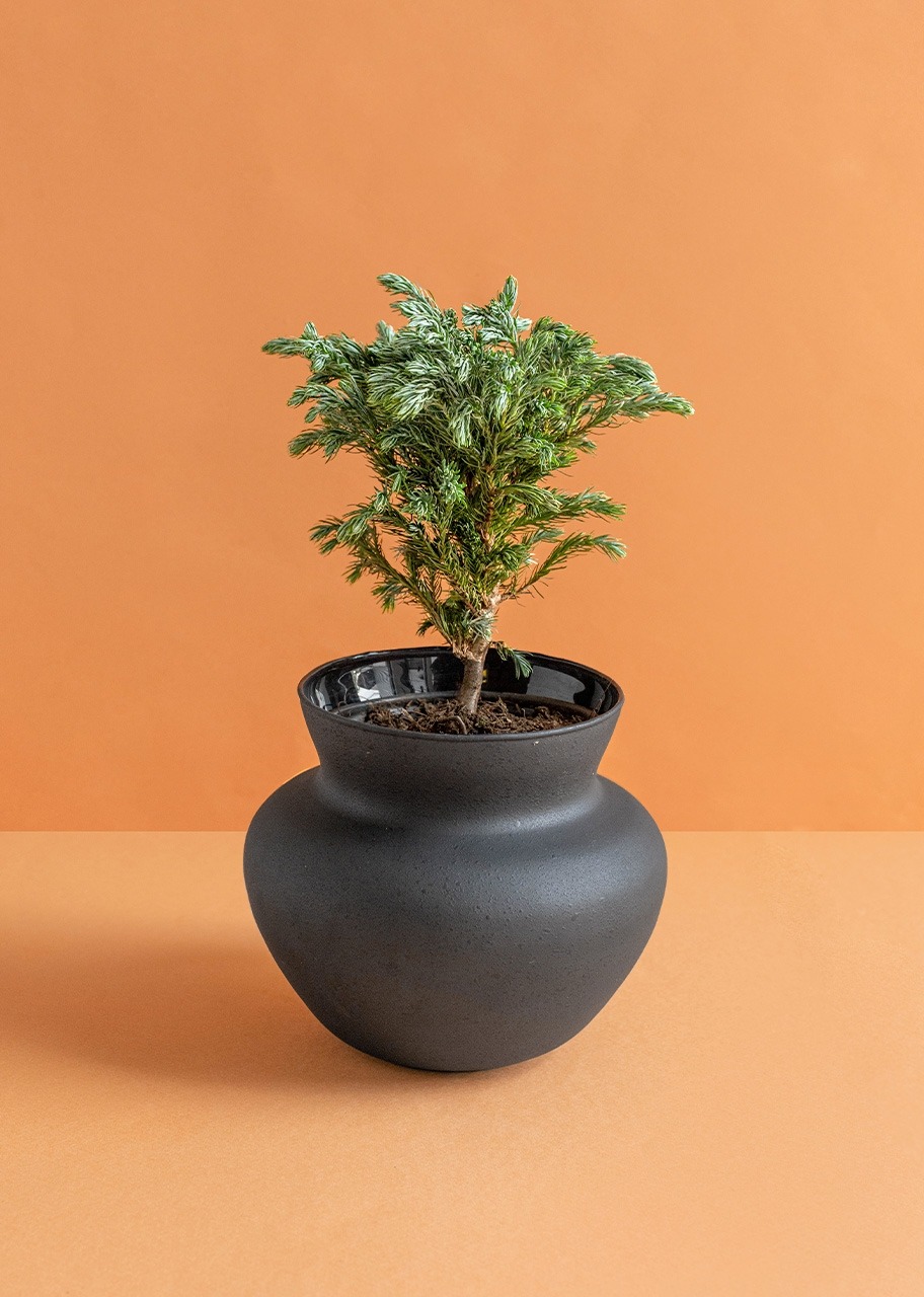 Planta junipero en maceta negra