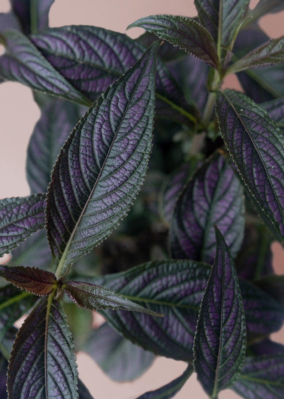 Planta morada en base de plumas