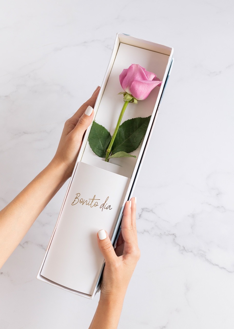 Rosa Lila Individual