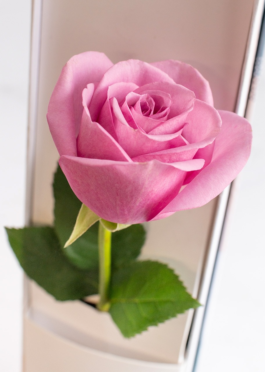 Rosa Lila Individual