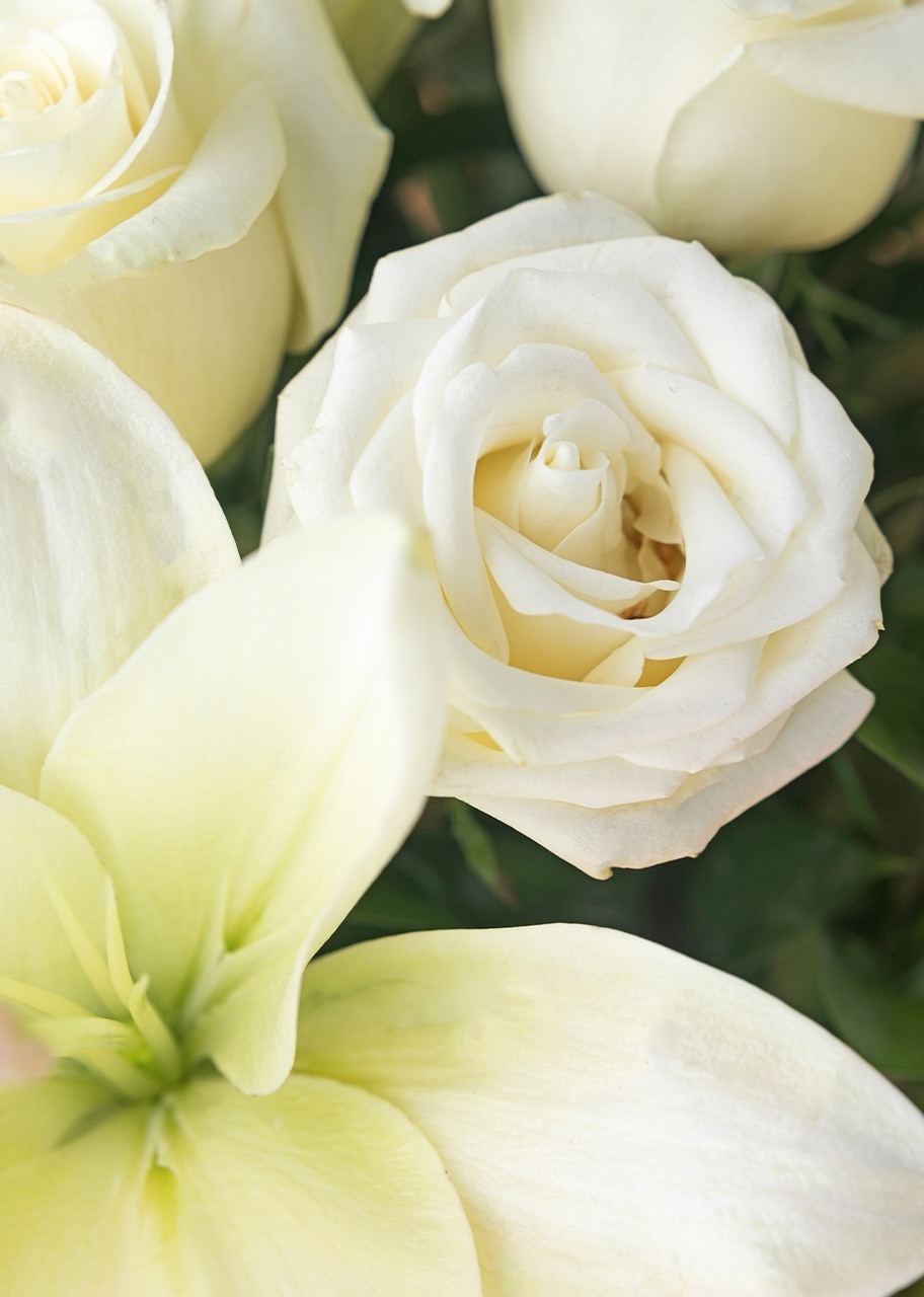 Rosas blancas en jarrón con Binny Brun
