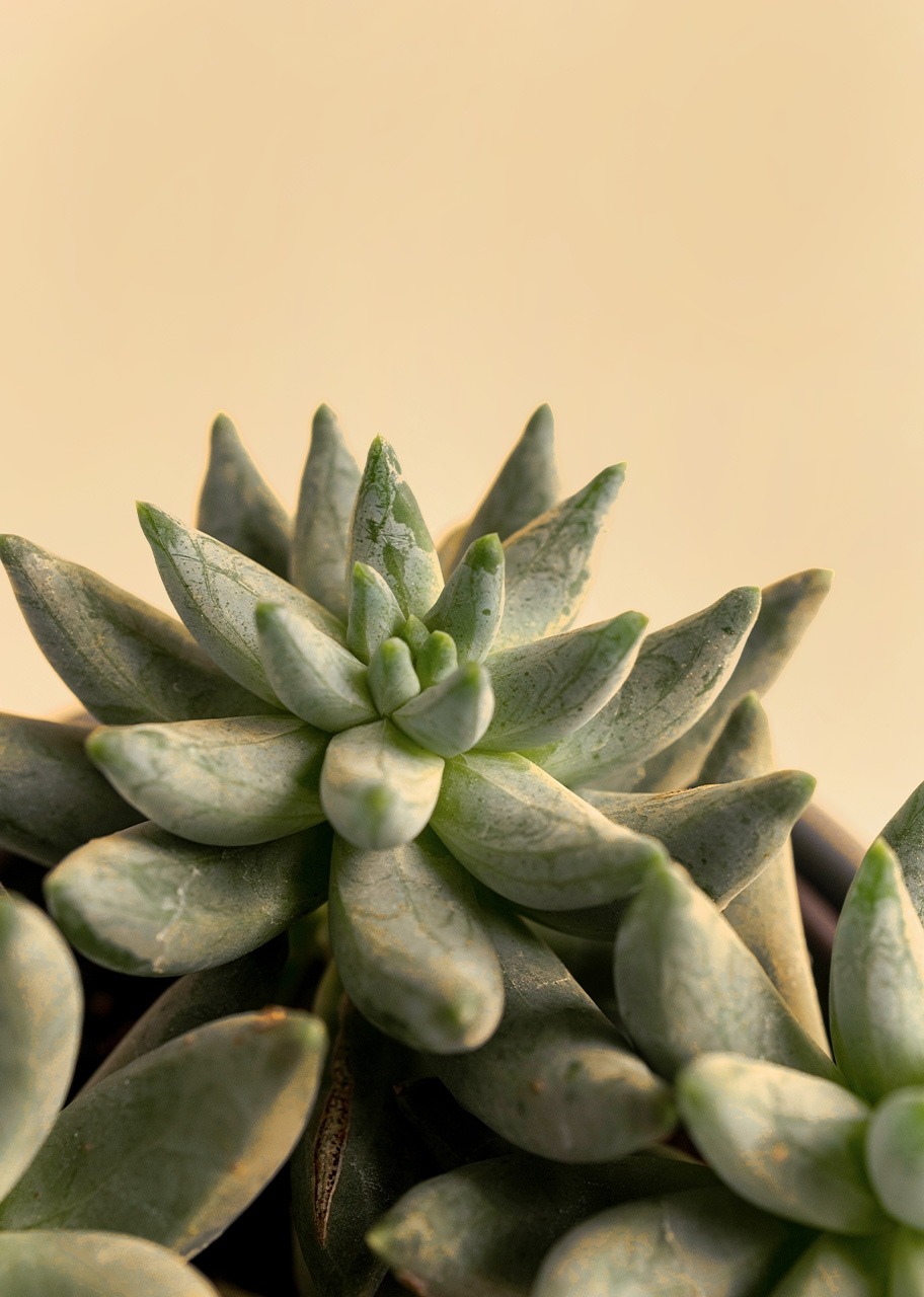 Suculenta en maceta gris